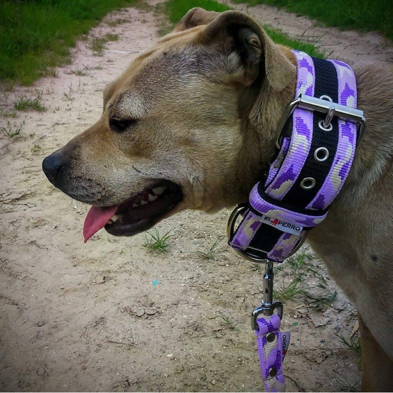 Collar CAMOUFLAGE STRIPS 5 cm